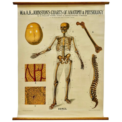 Large University Anatomical Bones Chart by Turner, 1920s for sale at Pamono