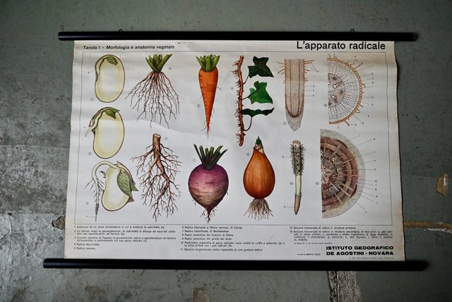 Vintage Biology Poster, 1963 for sale at Pamono