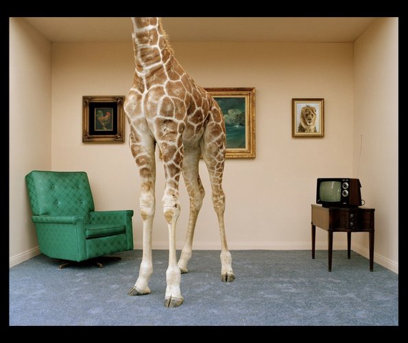 Matthias Clamer, Giraffe in Living Room, Low Section, Photographic ...
