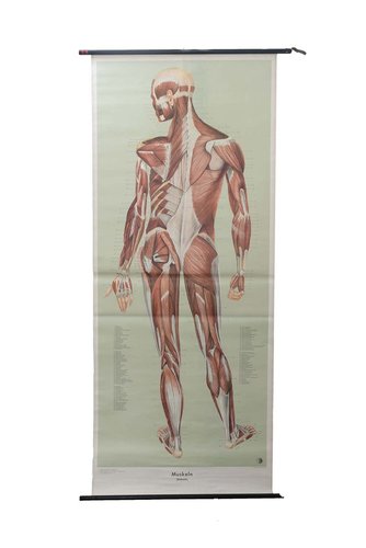 Vintage Muscles Back Poster for sale at Pamono