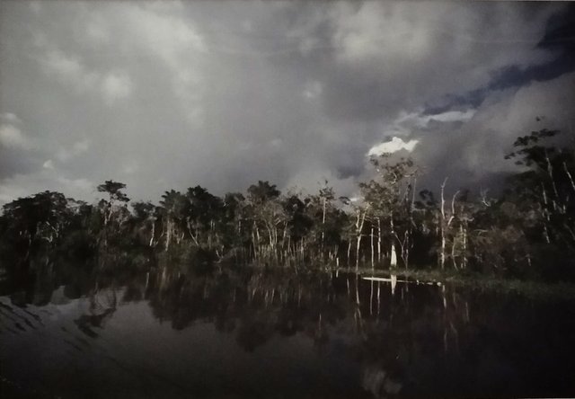 AH, Nature Image, 1990, Photographic Print for sale at Pamono