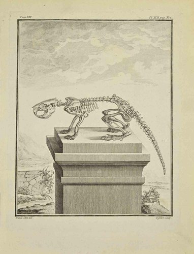 A-J De Fehrt, Skeleton, Etching, 1771 for sale at Pamono