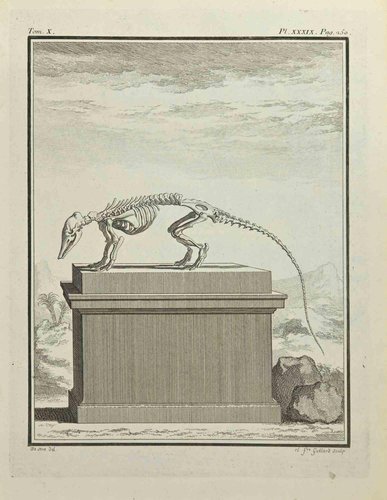 Carl Guttenberg, Skeleton, Etching, 1771 for sale at Pamono