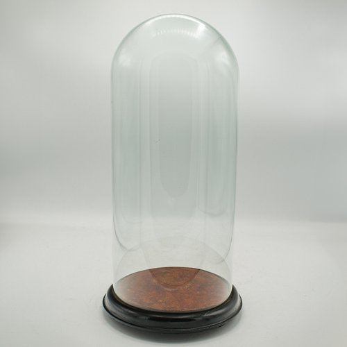 Tall Antique Specimen Dome, English, Glass, Taxidermy, Display Case, Victorian, 1880 for sale at ...