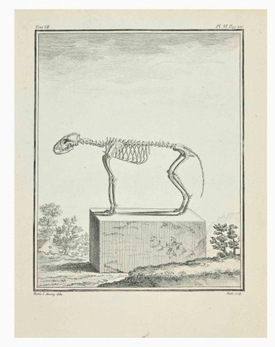 Jean Gullaume Moitte, The Skeleton, Etching, 1771 for sale at Pamono