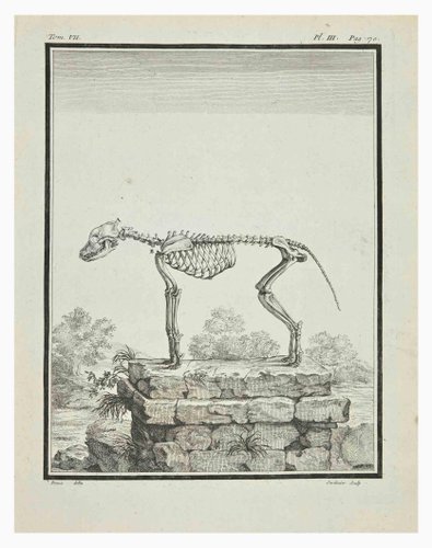 Claude Jardinier, The Skeleton, Etching, 1771 for sale at Pamono