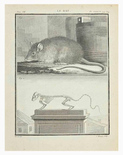 Jacques Baron, Le Rat, Etching, 1771 for sale at Pamono