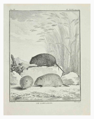 Jacques Baron, Le Campagnol, Etching, 1771 for sale at Pamono