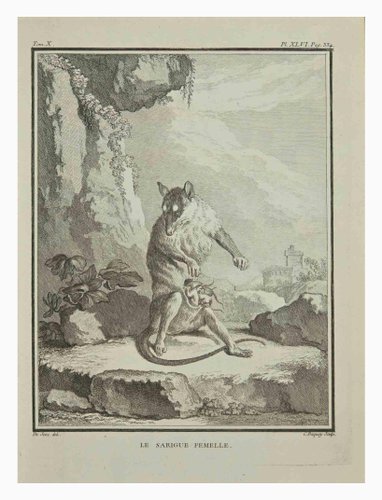 Jean Charles Baquoy, Le Sarigue, Etching, 1771 for sale at Pamono