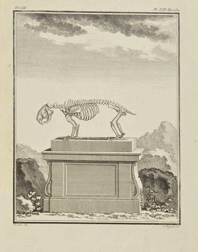 Louis Legrand, The Skeleton, Etching, 1771 for sale at Pamono