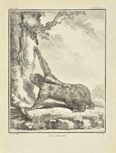 Jacques Baron, LAl Adulte, Etching, 1771 for sale at Pamono