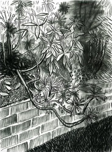 David Hockney, Cactus and Wall, 2000, Lithograph, Framed for sale at Pamono
