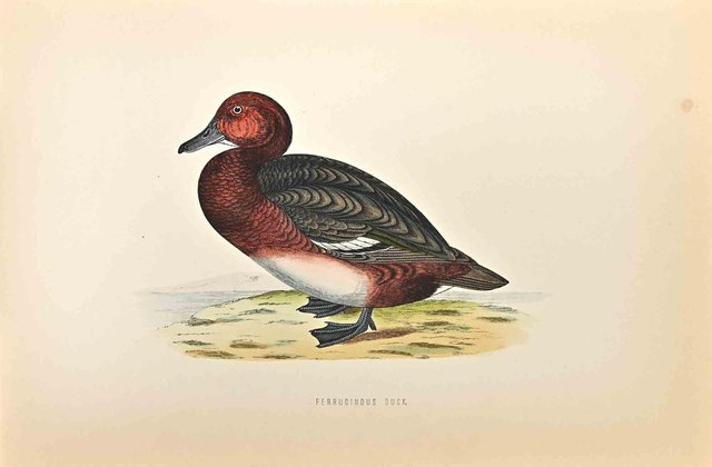 Alexander Francis Lydon, Ferruginous Duck, Woodcut Print, 1870 for sale ...