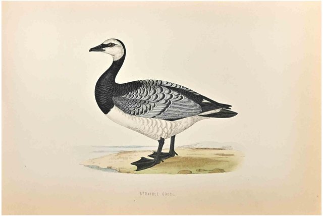 Alexander Francis Lydon, Bernicle Goose, Woodcut Print, 1870 for sale ...