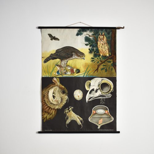 Schautafel Falcon von Jung Koch Quentell, 1940er bei Pamono kaufen