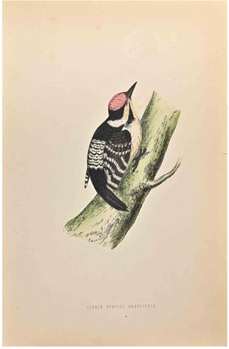 Alexander Francis Lydon, Lesser Spotted Woodpecker, Woodcut Print, 1870 ...