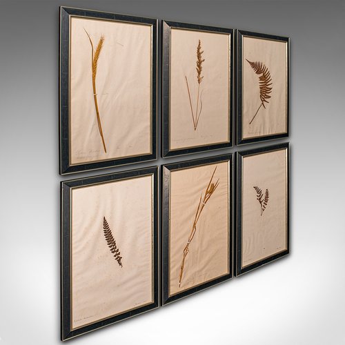 Antique Victorian English Framed Botanist's Plant Specimens, 1800s, Set ...