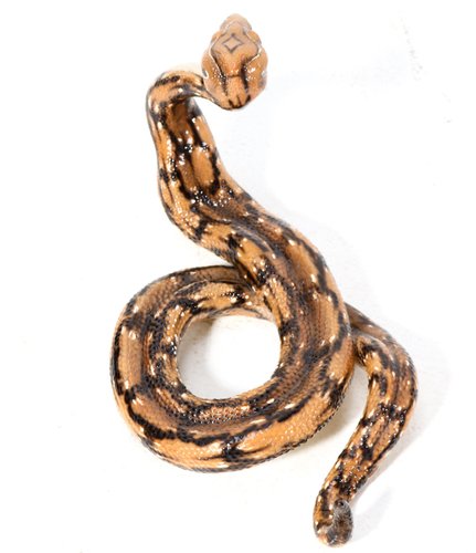 Large Mid-Century Modern Ceramic Rattle Snake by Ronzan Italy, 1950s ...