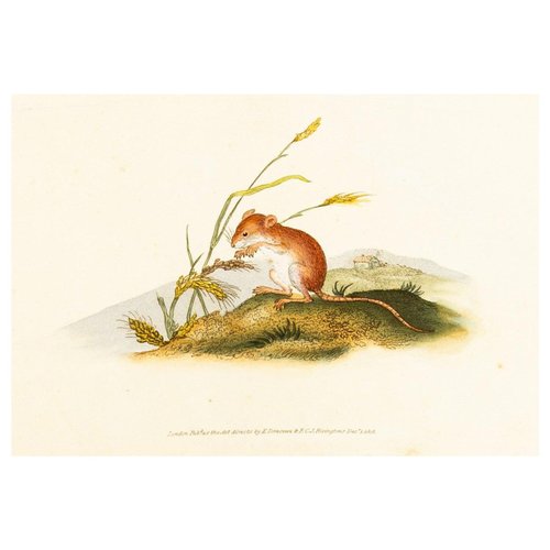 E. Donovan & F.C. & J. Rivington, Nature Illustration, Dec 1818, Hand ...