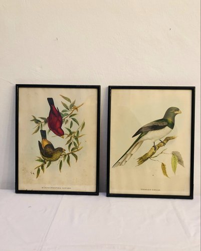 John Gould, Birds of Australia, 1800s, Lithograph, Framed for sale at ...