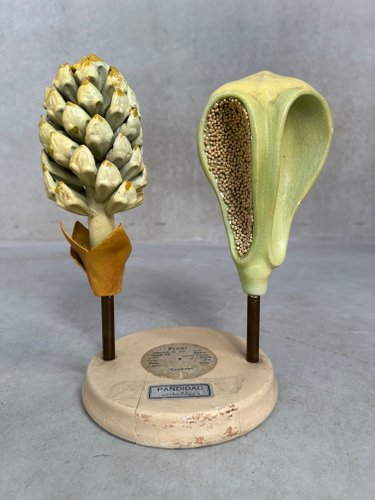 Botanical Model by Brendel for sale at Pamono
