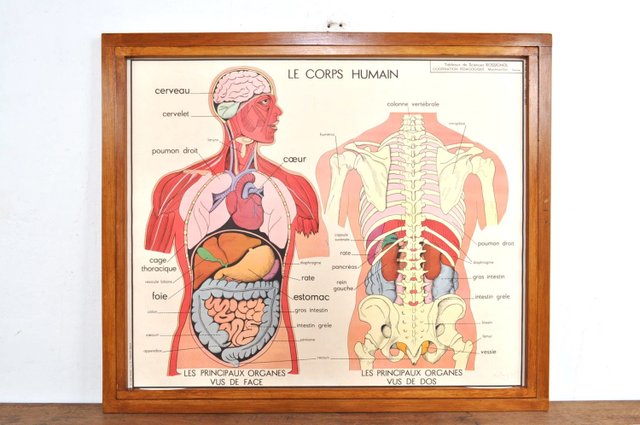 Vintage Double Sided School Posters in Frame of the Human Body, 1950s ...
