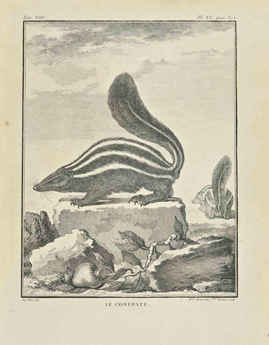 Madeleine Ruosselet, Le Conepate, Etching, 1771 for sale at Pamono