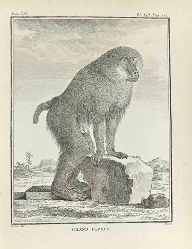 Jacques Baron, Grand Papion, Etching, 1771 for sale at Pamono