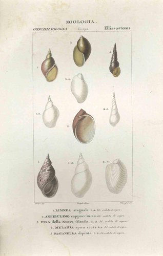 Pierre Jean François Turpin, Ellissostomi, Etching, 1831 for sale at Pamono