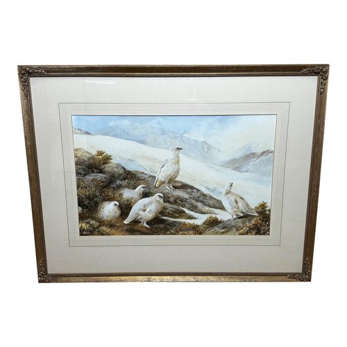 Neil Cox, Highland Moors Wildlife Covey of Ptarmigan Game Birds ...