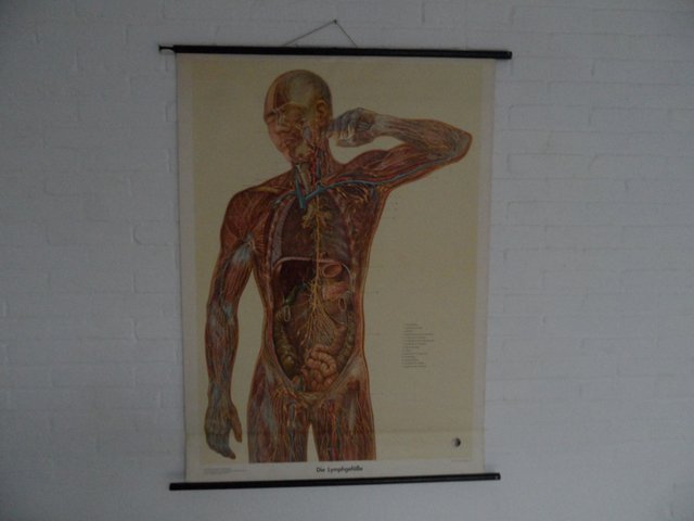 Vintage School Map of the Human Body, 1960s for sale at Pamono
