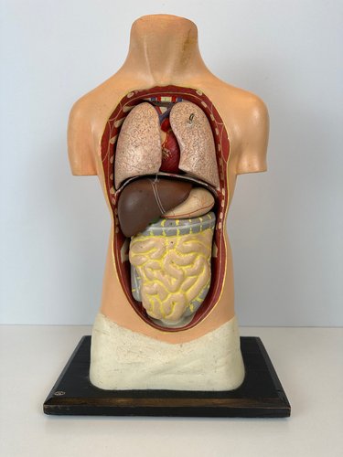 Small Antique Anatomical Model in Plaster and Paper Maché for sale at ...