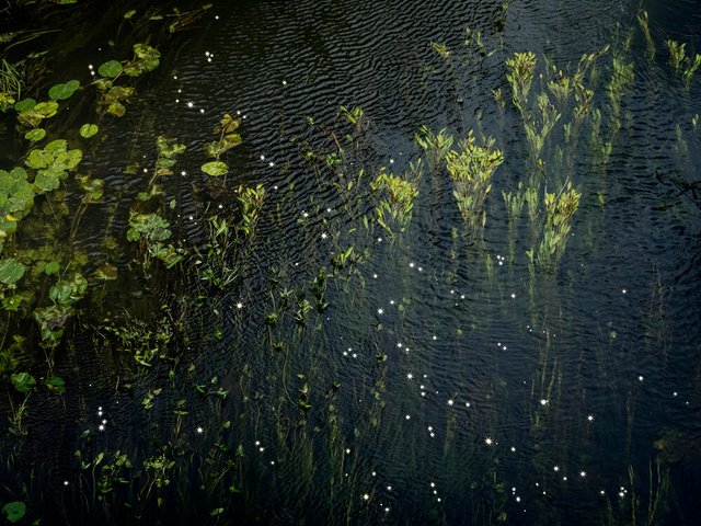 Ellie Davies, Chalk Streams 7, 2023, Fotografie bei Pamono kaufen
