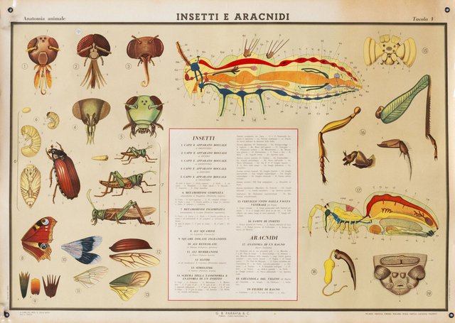 Educational Poster Depicting Insects and Arachnids from G.B. Paravia ...
