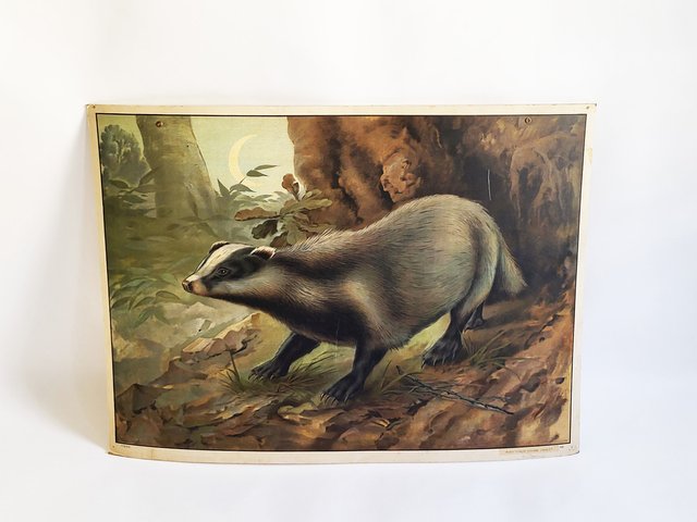 19th Century Educational Wall Chart with Badger for sale at Pamono