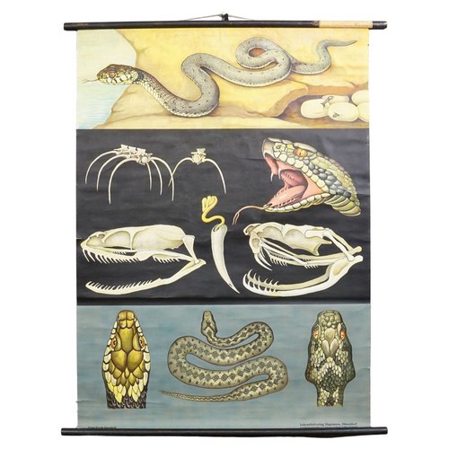 Vintage Rollable Wall Chart Poster with Ring Snake Common Adder from ...