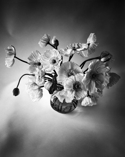 Poppy Bunch - Black and White Floral Photography, Limited Edition 2 of ...