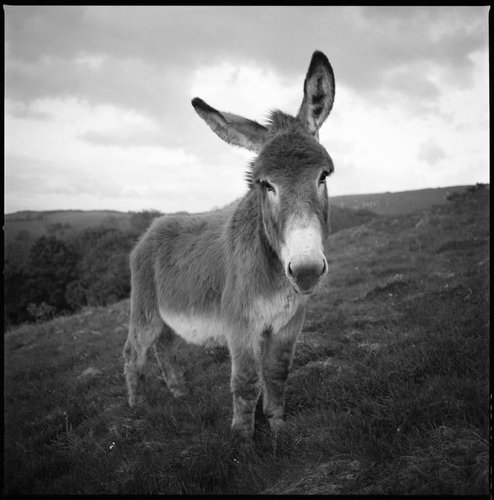 Paul Cooklin, Barnaby the Donkey, Silver Gelatin Photograph, Limited ...