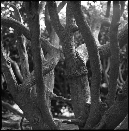 Paul Cooklin, Tree Branches, Silver Gelatin Photograph, Limited Edition ...