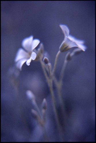 Paul Cooklin, Woodruff, Photograph, Limited Edition of 10 for sale at ...