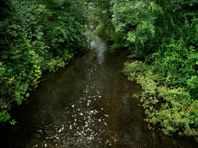 Ellie Davies, Chalk Streams 5, 2023, Print for sale at Pamono