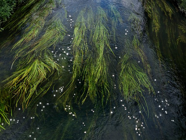 Ellie Davies, Chalk Streams 11, 2023, Print for sale at Pamono