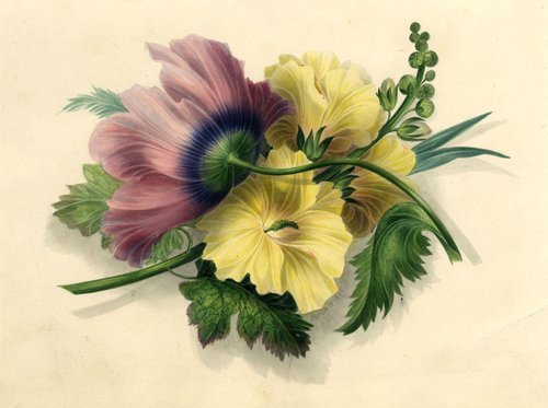 James Holland OWS, Hibiscus & Poppy Flower, 1825, Watercolour Painting ...