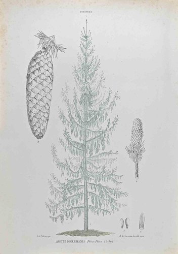 Vincenzo Tenore, German Fir, Lithograph, 1870s for sale at Pamono