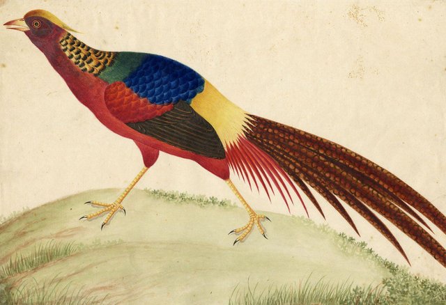 Chinese Canton School Artist, Golden Pheasant, Late 18th Century ...