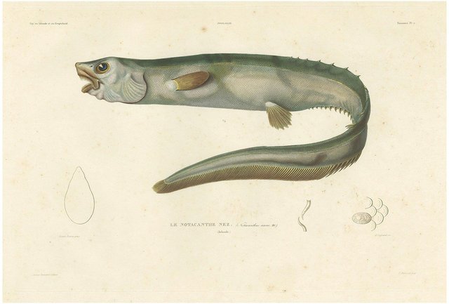 Deep-Sea Spiny Eel, 1845, Paper for sale at Pamono