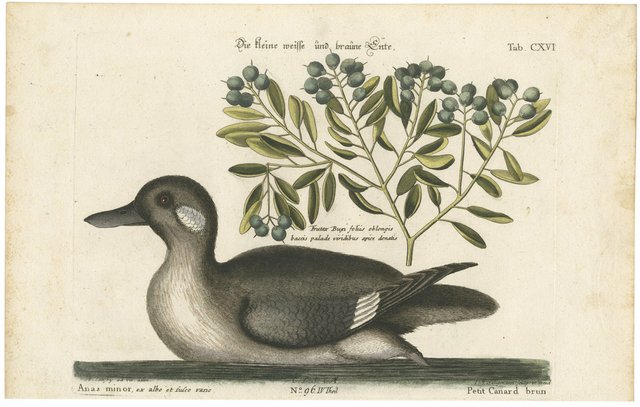 Small Brown and White Duck with Botanical Detail, 1770, Paper for sale ...