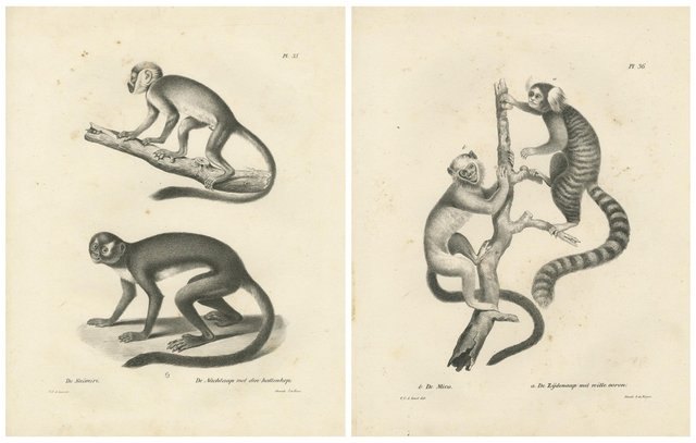 Carel Christiaan Antony Last, Saimiri, Night Monkey, Mico and Silky ...