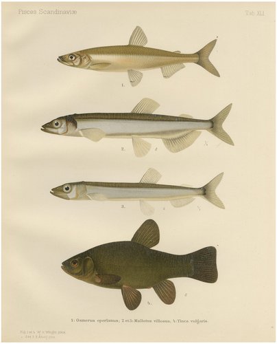 Smelt and Capelin and Tinch, 1895, Paper in vendita su Pamono