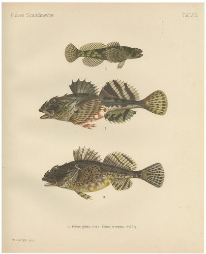 Barbotte d'Eau Douce et Scorpion de Mer à Petites Épines, 1895, Papier ...
